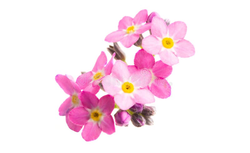 Pink Forget-me-not Isolated Stock Photo - Image of natural, botanical ...