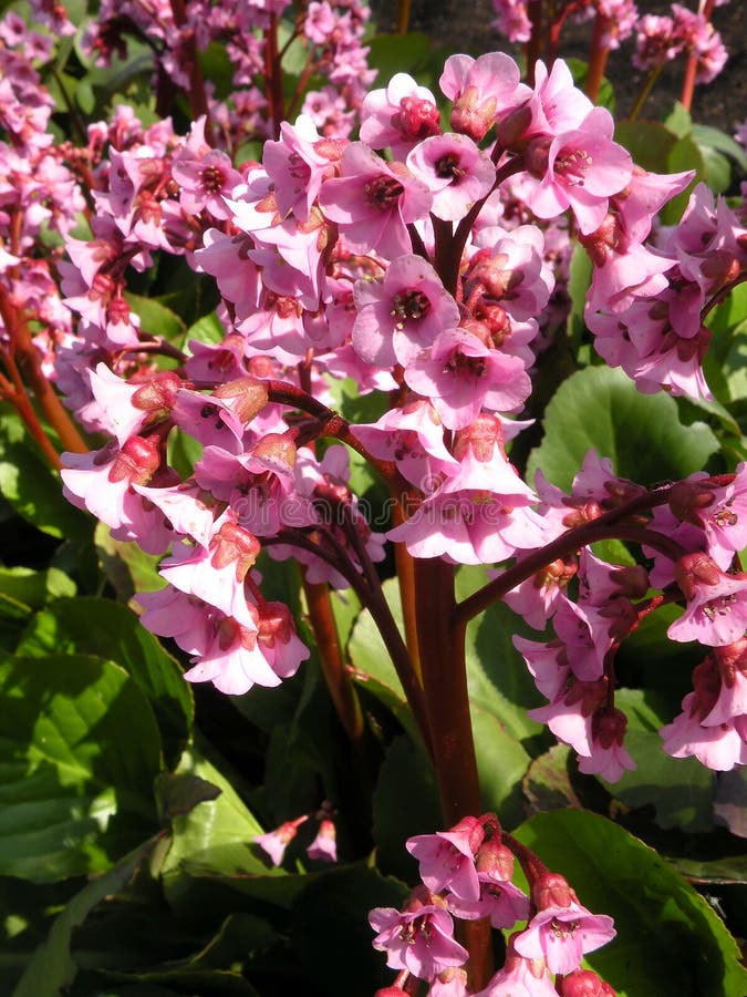 Pink Fower Green Leaf Natural Plant Beautiful in the Garden Stock Photo ...