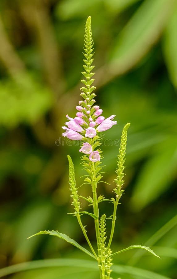 Pink Fox Tail Lily Flower Starting To Bloom Stock Photo - Image of ...