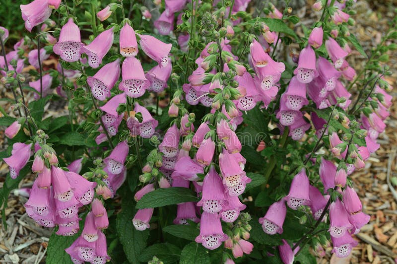 Pink Foxglove Blooms in a Sunny Garden Bed Stock Photo - Image of ...