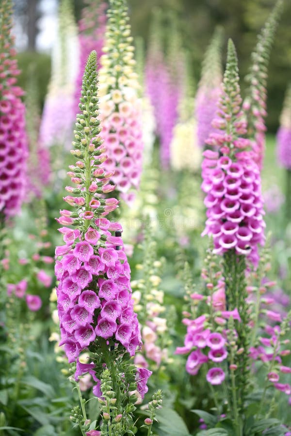 Pink Foxglove Flowers stock photo. Image of flower, pink - 74566922