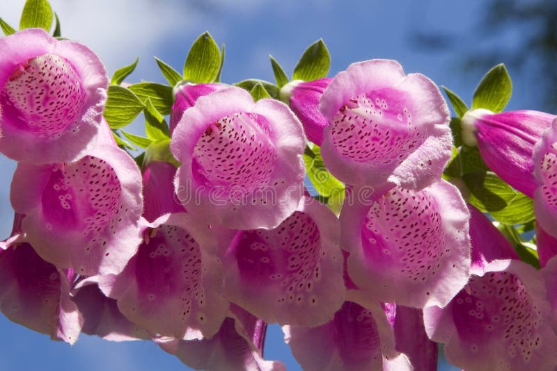 Pink Foxglove Flowers stock photo. Image of flower, pink - 74566922