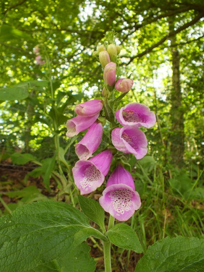 Pink Foxglove stock photo. Image of poisonous, england - 86394904