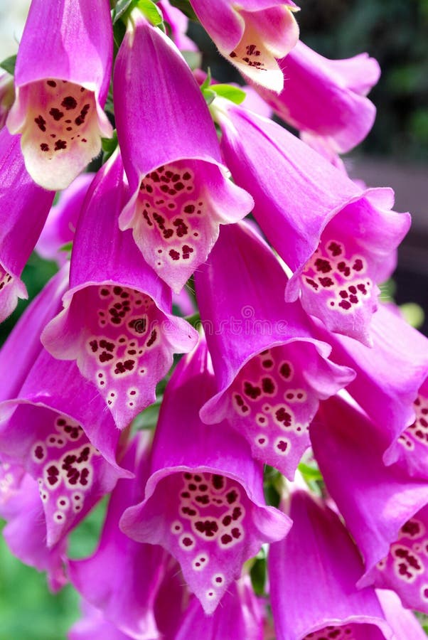 Pink foxgloves stock photo. Image of pink, spots, glove - 55225844