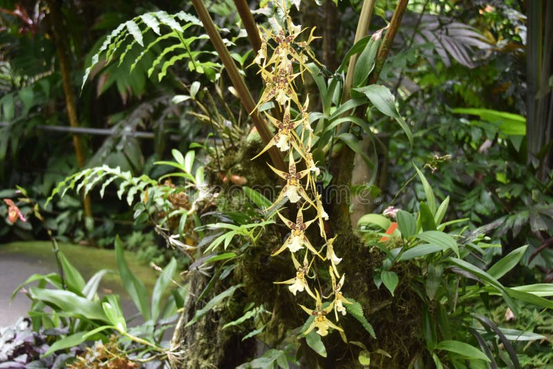 Pink, Fragile Blossom Flower on a Tree Stock Image - Image of floral ...