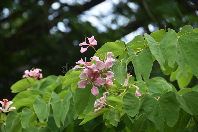 Pink, Fragile Blossom Flower on a Tree Stock Photo - Image of floral ...