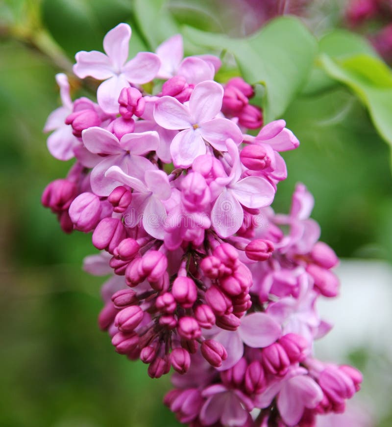 Pink Fragrant Lilac Flowers Stock Photo - Image of beautiful, season ...