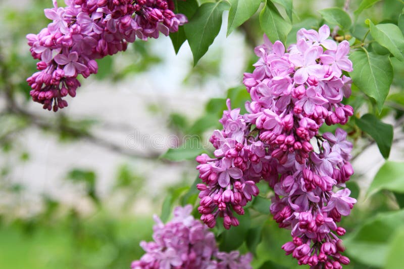 Pink fragrant Lilacs stock image. Image of beauty, violet - 91633593