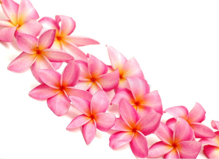 116 Hawaiian Lei Border Stock Photos - Free & Royalty-Free Stock Photos ...