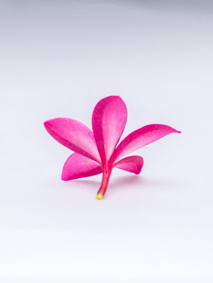 Pink Frangipani Flowers Back Isolated Close-up Photo, Copy Space for ...