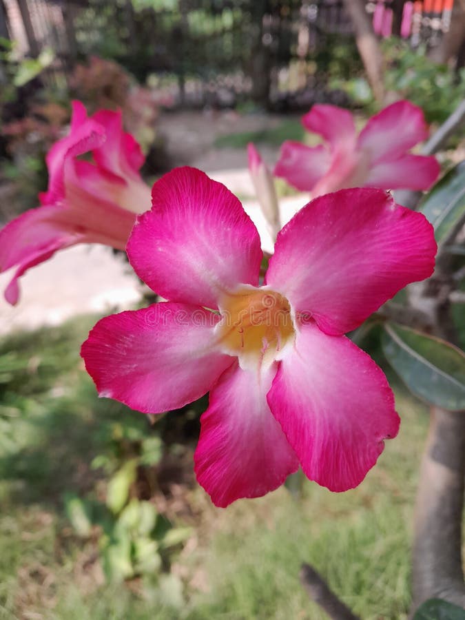 Pink frangipani plant stock image. Image of pink, flower - 265223785