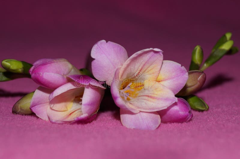 Pink freesia stock image. Image of flower, perfume, tenderness - 83436487