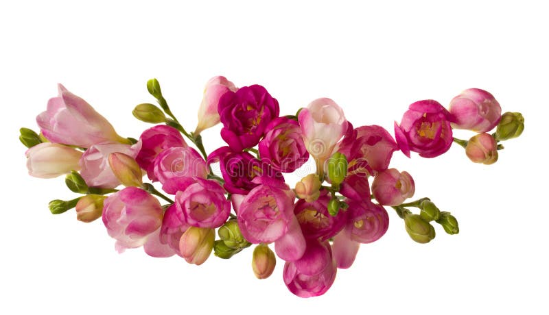248 Freesia Flower Border Design Stock Photos - Free & Royalty-Free ...