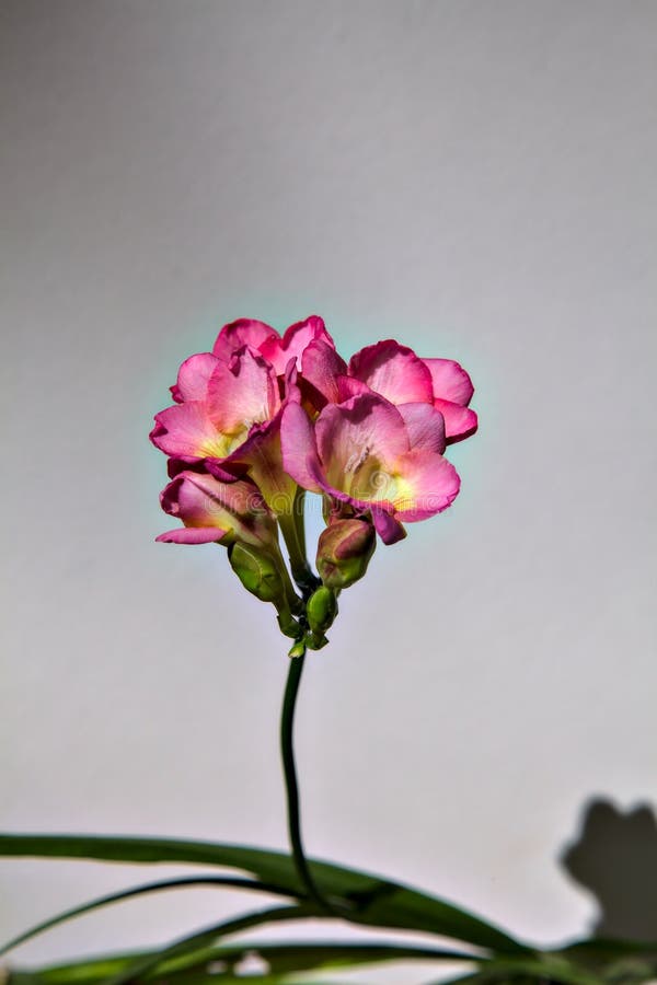 Pink Freesias in Bloom on a White Backdrop Stock Photo - Image of ...