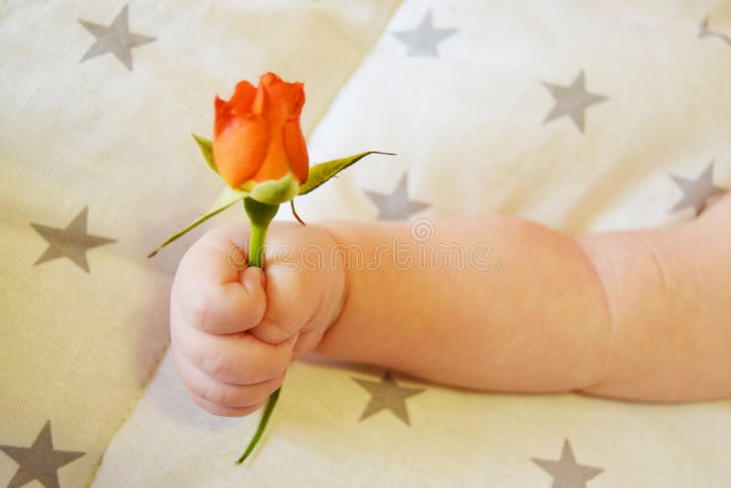 Pink Fresh Rose Flower in Babys Hand Stock Image - Image of greeting ...