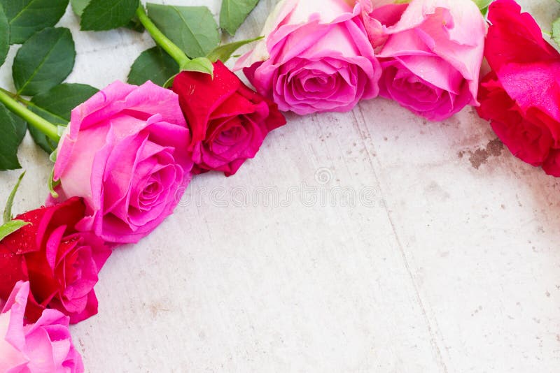 Pink fresh roses stock image. Image of beautiful, leaf - 73792633