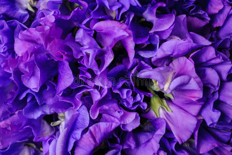 4,166 Sweet Pea Flower Background Stock Photos - Free & Royalty-Free ...