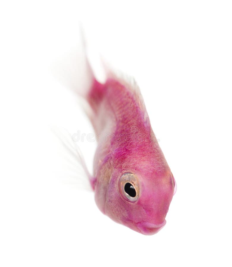 Pink Fresh Water Fish Swimming Down, Isolated Stock Photo - Image of ...