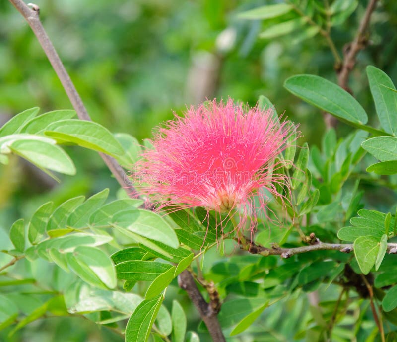 Pink flora stock photo. Image of nature, floral, design - 24364362
