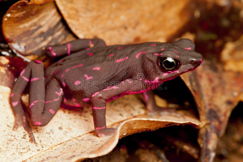 Pink frog stock photo. Image of enemies, frog, pink, poison - 45119284