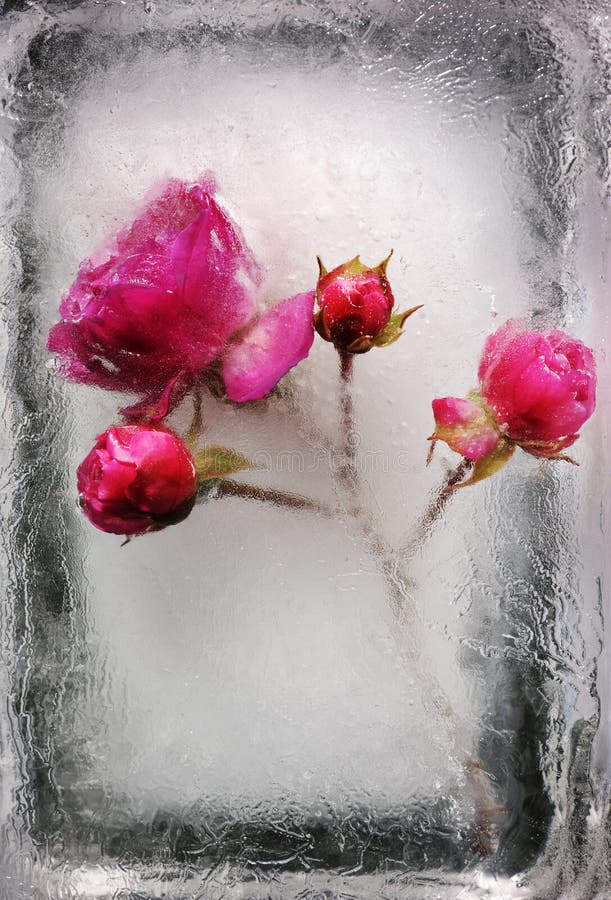 Pink frozen rose stock image. Image of valentine, beauty - 85490043