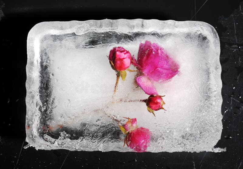 Pink frozen rose stock photo. Image of blossom, concept - 85490822