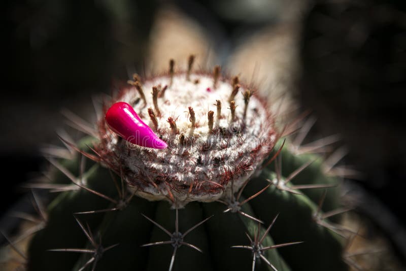 Pink Fruit of Melo Cactus on White Cephalium Stock Image - Image of ...