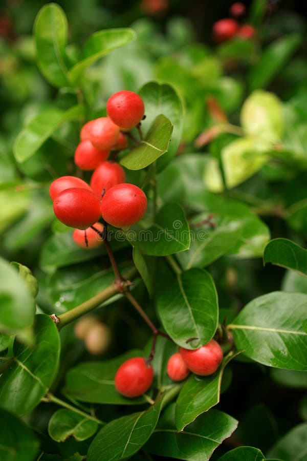 Pink Fruit at Tree, Karonda Fruit Stock Image - Image of close, citrus ...