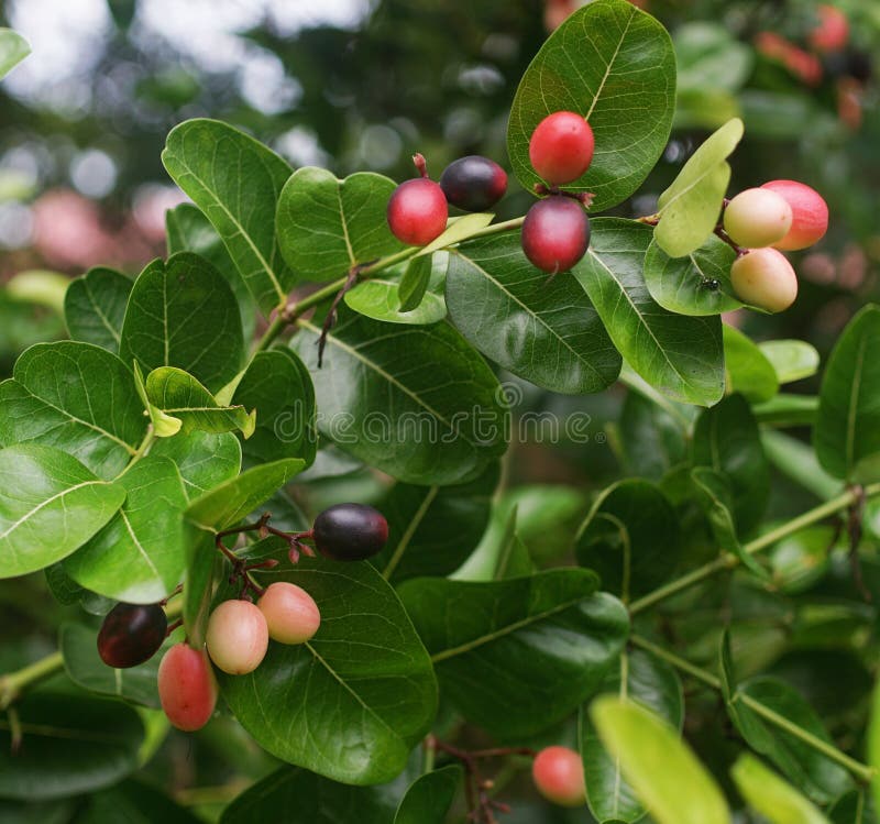 Pink Fruit at Tree, Karonda Fruit Stock Image - Image of food, growth ...