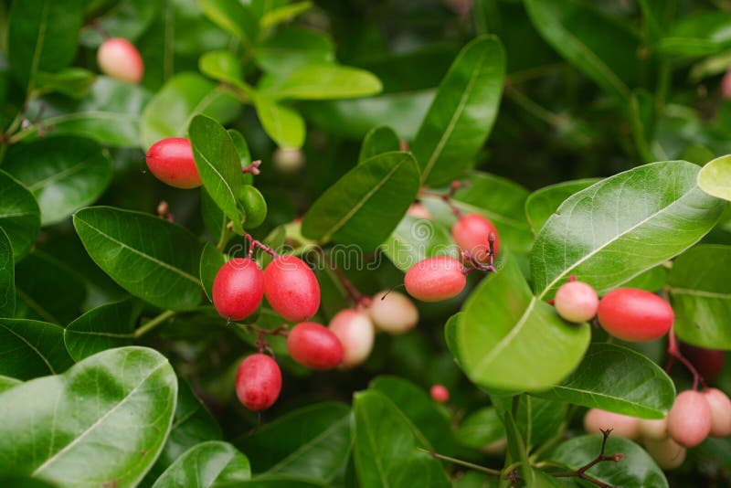 Pink Fruit at Tree, Karonda Fruit Stock Image - Image of fruits, bunch ...