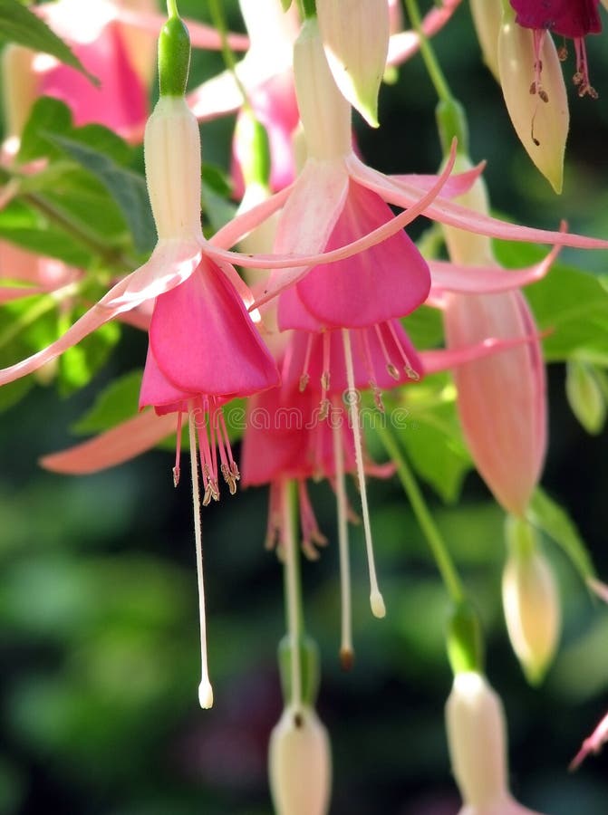 Pink fuchsia stock image. Image of summer, botany, leaf - 12739893