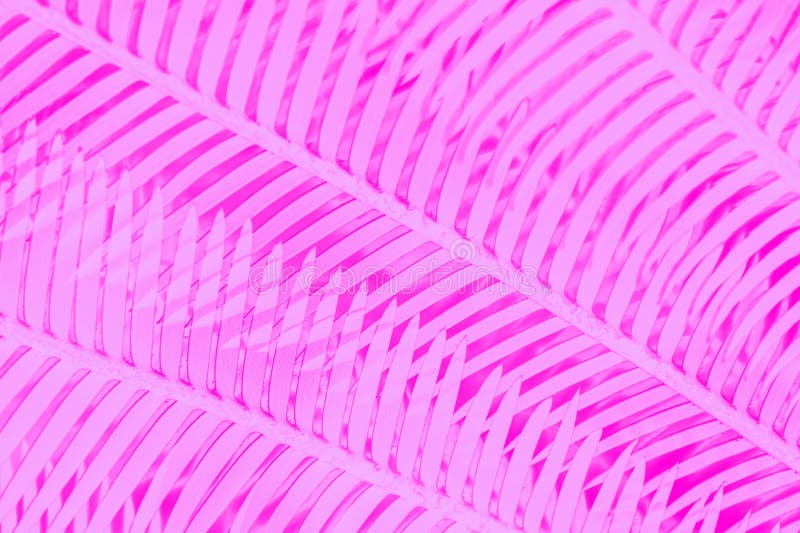Pink Fuchsia Abstract Background with Palm Leaves Pattern Stock Photo ...