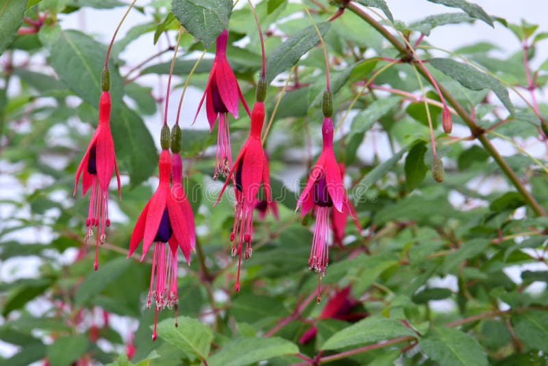 Pink Fuchsia Bunch 02 stock photo. Image of natural - 264281124