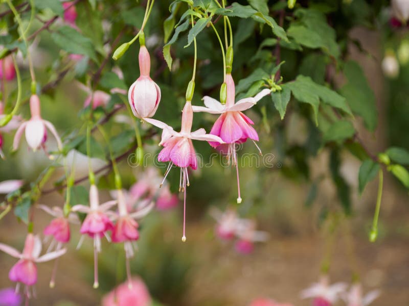 Pink Fuchsia Flowers stock photo. Image of pink, nature - 97299922