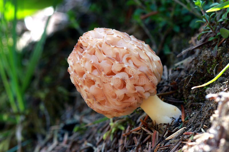 Pink fungi mushorooms stock image. Image of delishes - 43809533