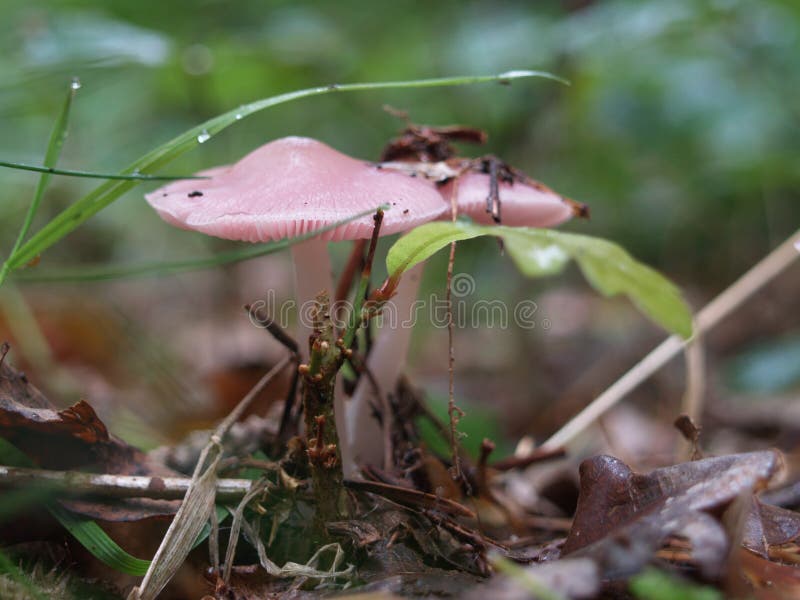 Pink fungus stock image. Image of pink, medium, rain - 101056797