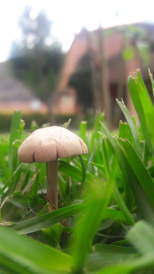 Pink fungus on a log stock photo. Image of nature, pink - 203567274