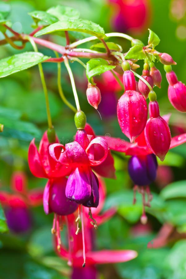 Fuschia Flower Stock Photos - Download 838 Royalty Free Photos