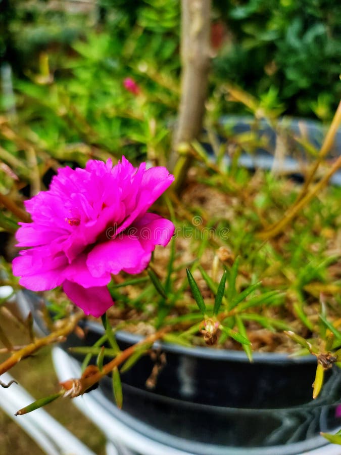 Pink Fusion for Your Passionate Night Stock Photo - Image of fusion ...