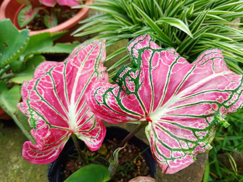 Gabi Leaves Stock Photos - Free & Royalty-Free Stock Photos from Dreamstime