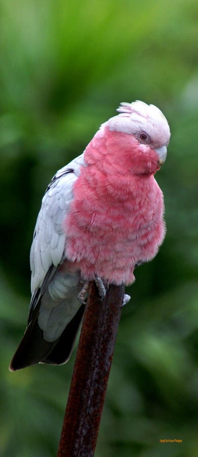 Pink Gallah Green backdrop stock image. Image of nature - 177898793