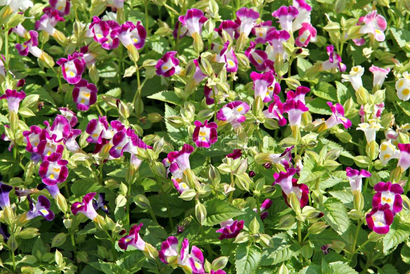 Pink Garden Balsam. stock image. Image of relax, abloom - 36078993