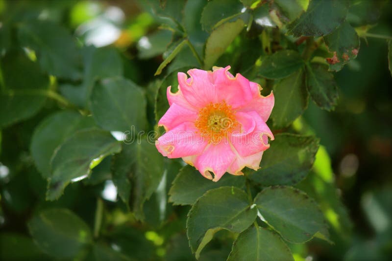 Simple Lone Pink Blossom Stock Photos - Free & Royalty-Free Stock ...