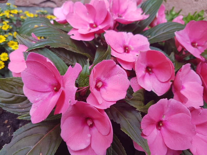 Pink garden flowers stock photo. Image of pink, spring - 95478192