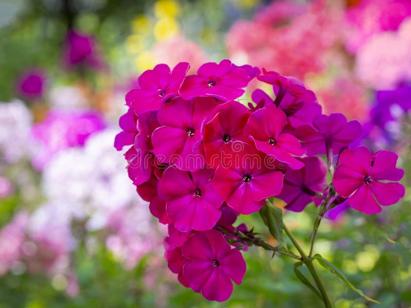 Pink Garden Phlox Phlox Paniculata. Flowering Branch of Pink Phlox in ...