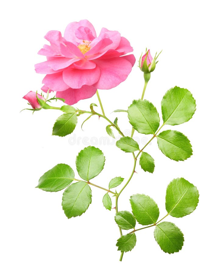 Pink Rose Flowers Twig Isolated Stock Photos - Download 241 Royalty ... Pink Rose Flowers Twig Isolated Stock Photos - Download 241 Royalty ...