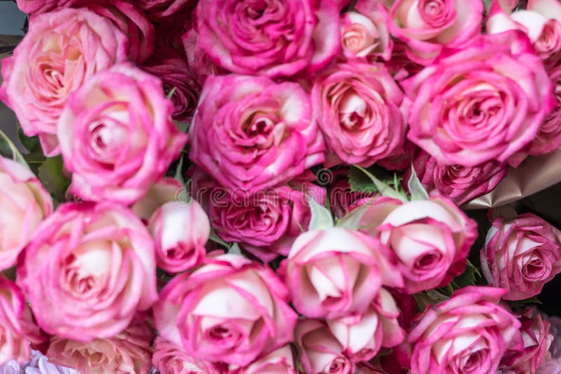 Pink Garden Roses at the Market Stock Photo - Image of pretty, italy ...