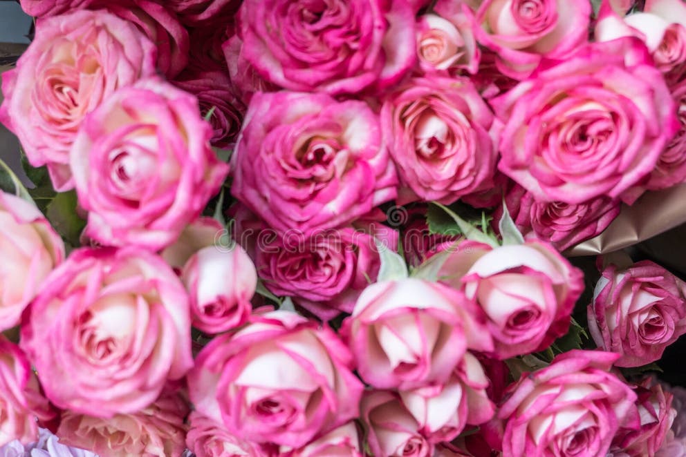 Pink Garden Roses at the Market Stock Photo - Image of pretty, italy ...