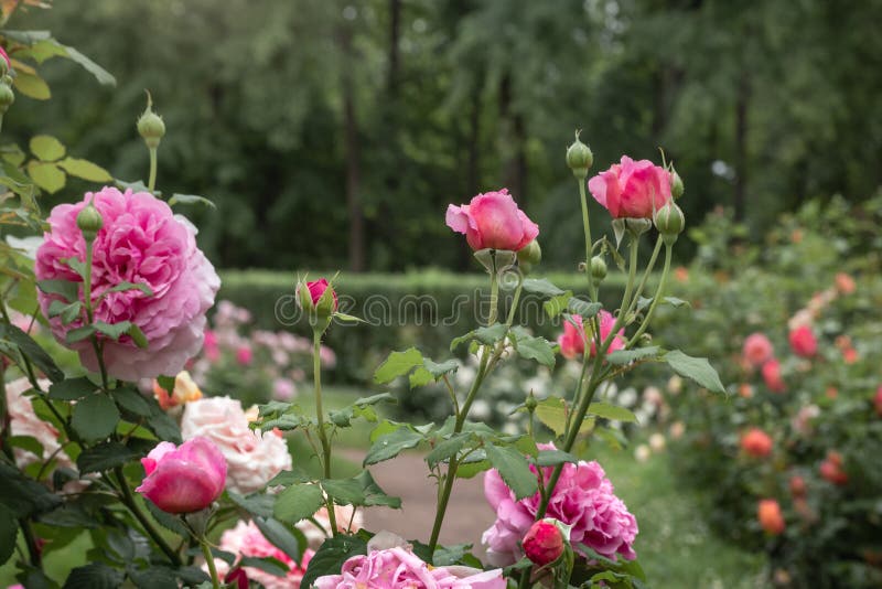 Pink Garden in Summer, Pink Rose Flowers Bloom Stock Image - Image of ...