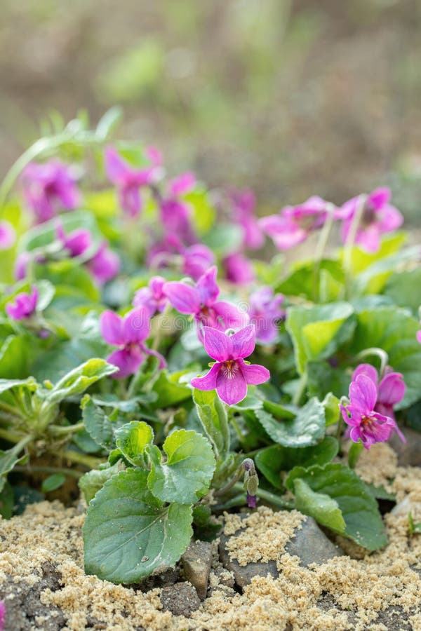 Pink Garden Violets (Viola Odorata). Stock Photo - Image of violet ...
